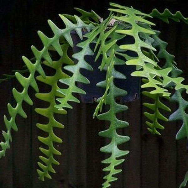 Fishbone cactus - Make My Garden