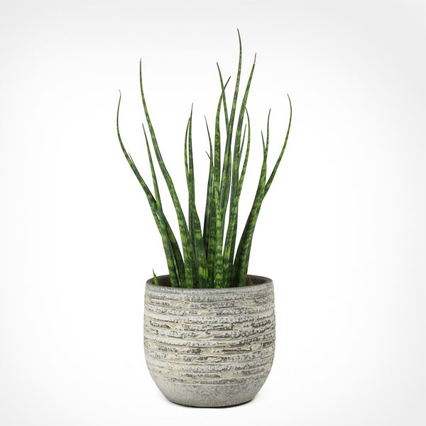 Dwarf Sansevieria - Make My Garden