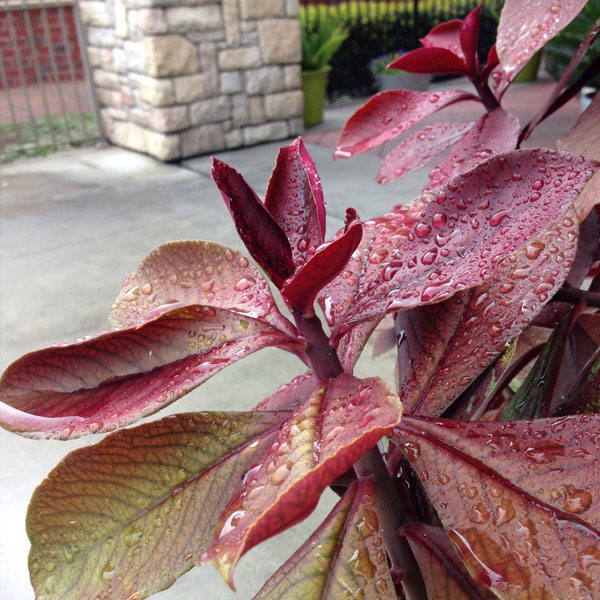 Red African Milk Bush - Make My Garden